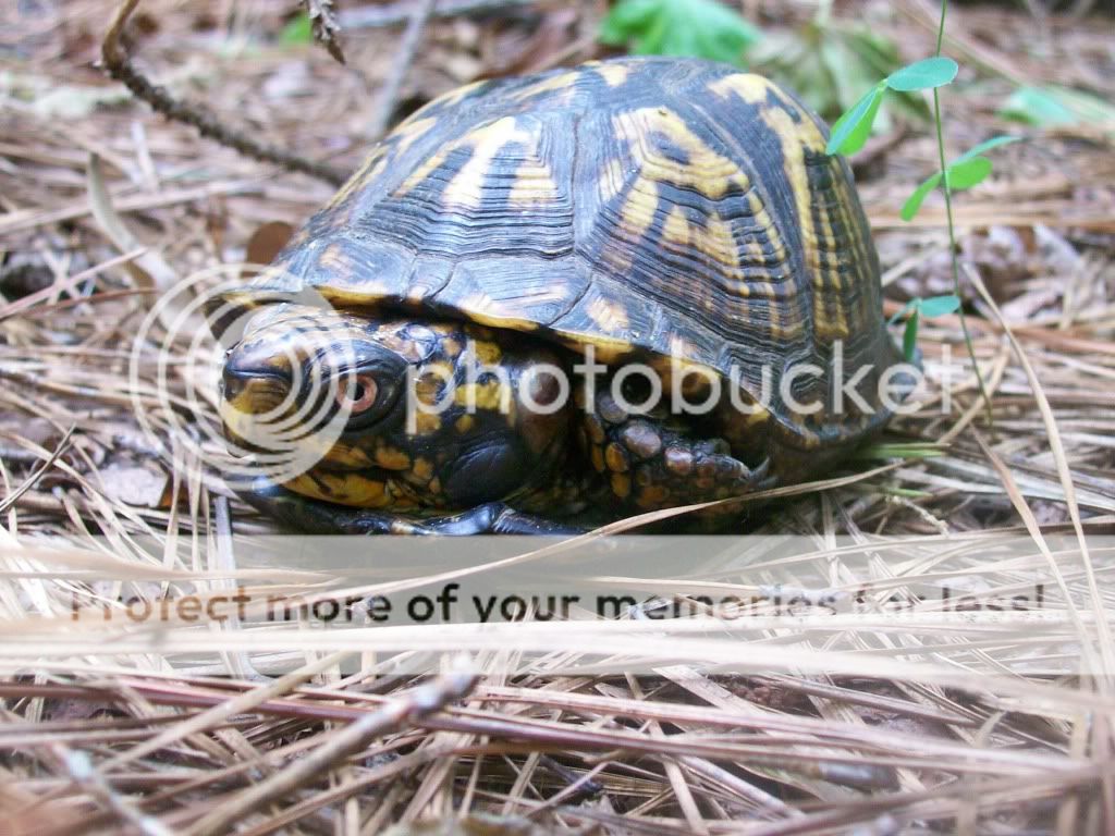 Some box turtles from SC - Field Herp Forum