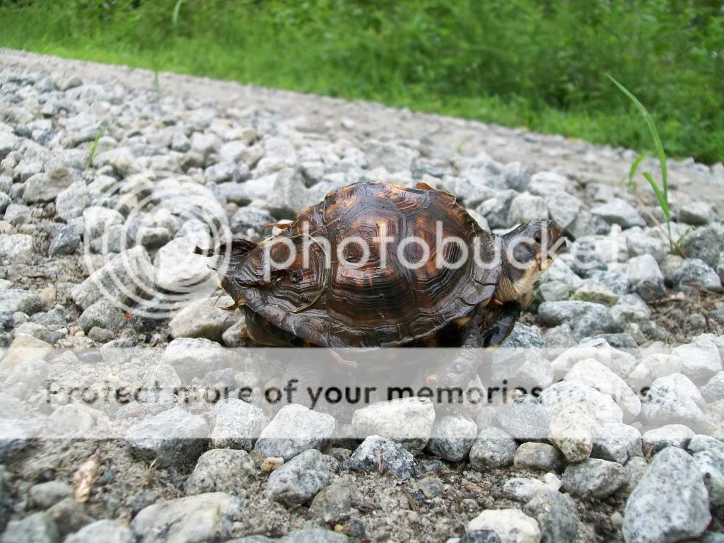 Deformed Eastern Box Turtle - Field Herp Forum