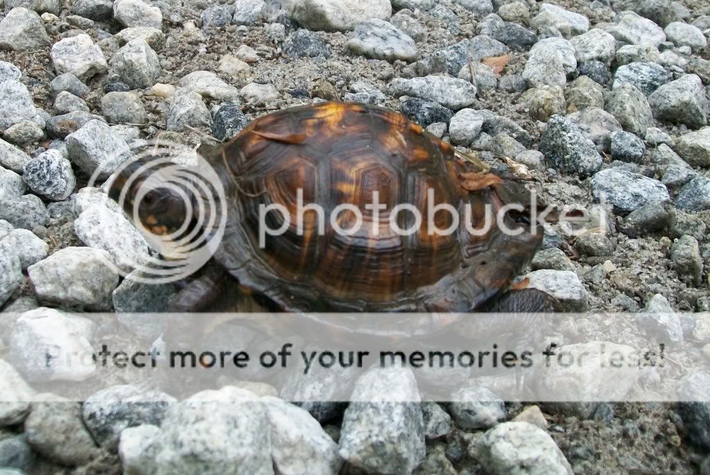 Deformed Eastern Box Turtle - Field Herp Forum
