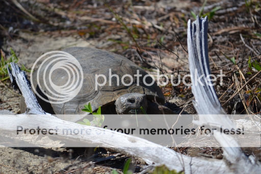 Gopher Tortoises from Fl - Field Herp Forum