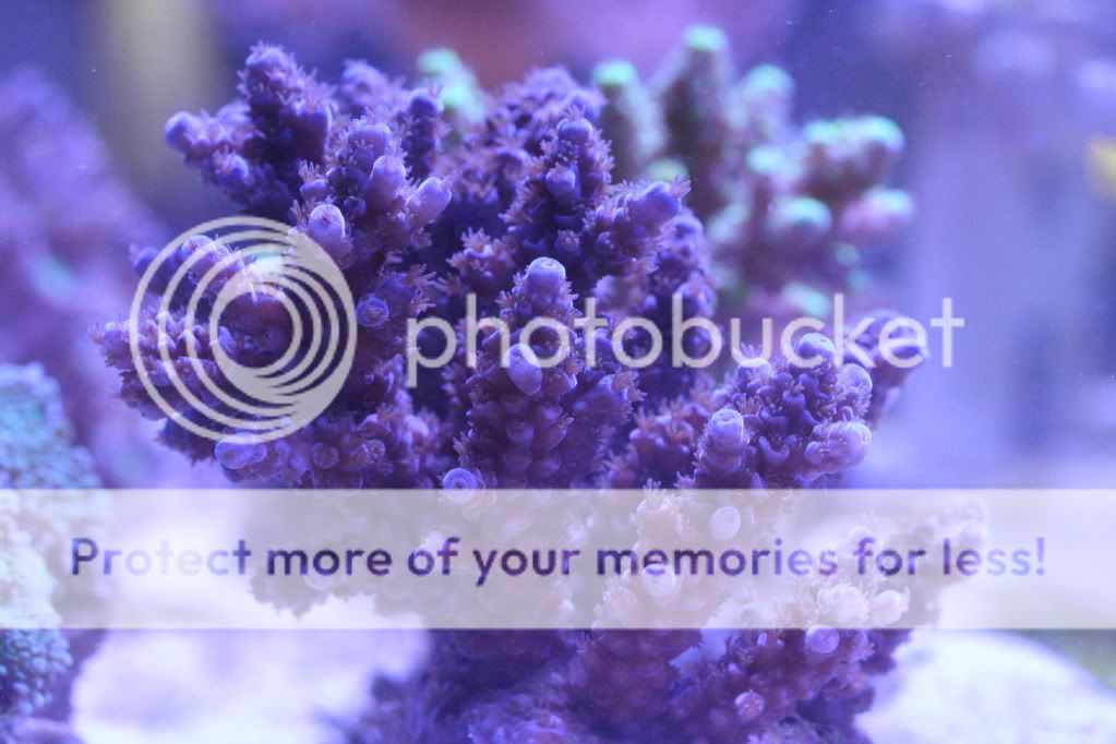 Super Rare Metallic Rainbow Zoa, Acan Maxima, & SPS | Reef2Reef